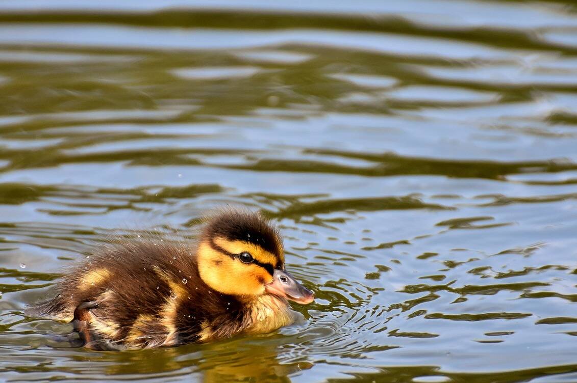 B.C. woman doesn’t duck responsibilities, helps ducklings waddle across ...